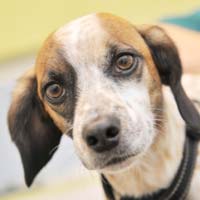 Abbey Veterinary Centres | Local veterinary care