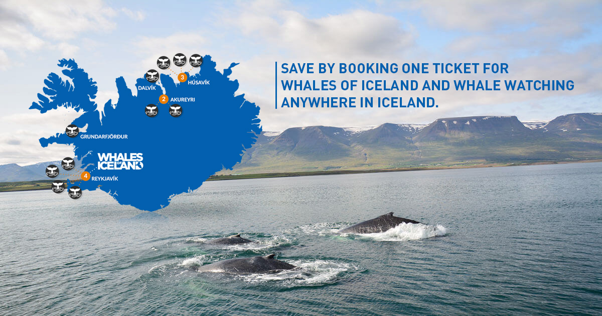 Tours | Whales of Iceland - The Largest Whale Museum in Europe | Life ...