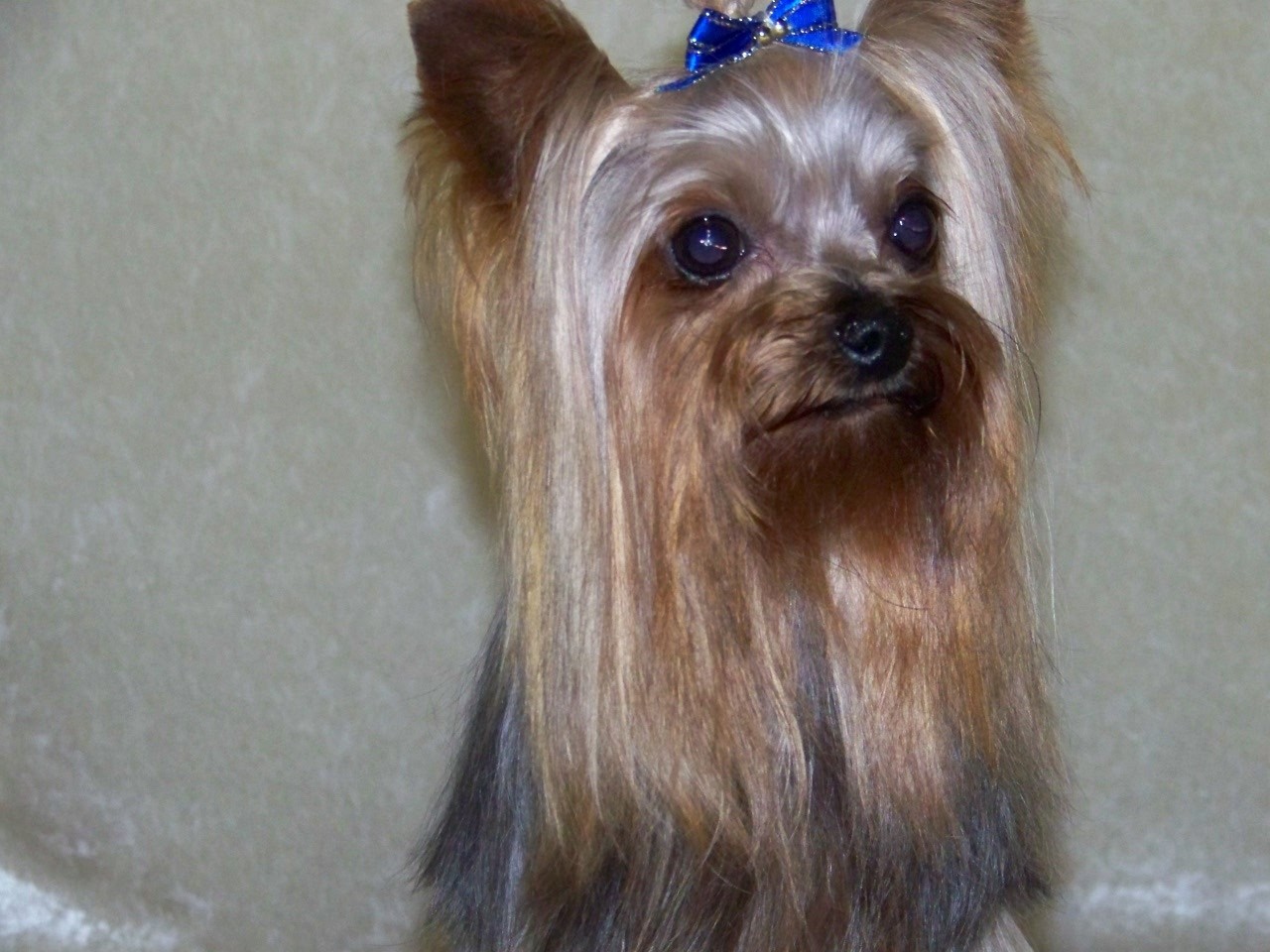 Contented Puppies Paradise Home