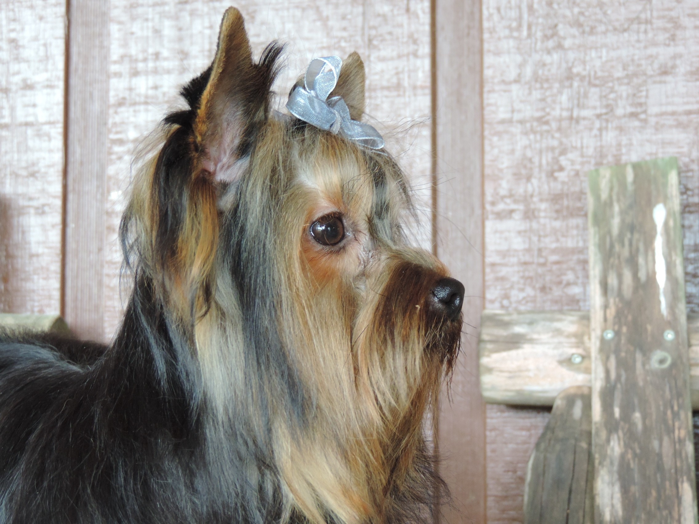 Contented Puppies Paradise Home