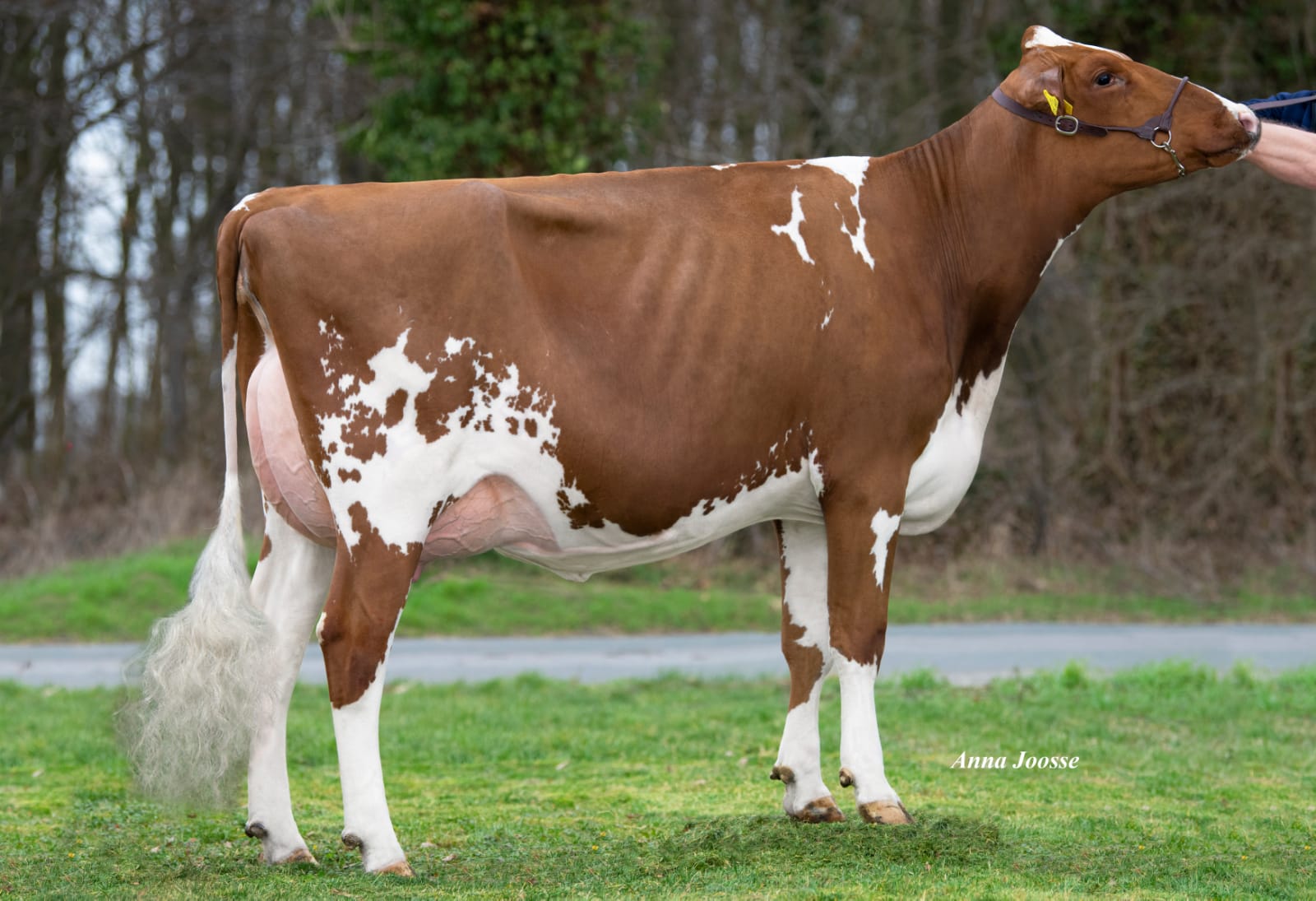 World Wide Sires-Genetik glänzt bei der Färsenschau in Krefeld! – World ...