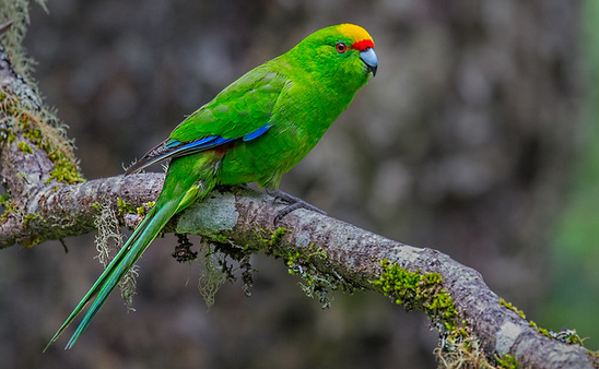 Bird Spotting and Watching in Abel Tasman National Park
