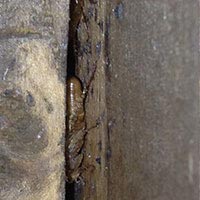 Cockroach Control Services in Rhode Island: RI Roach Exterminator