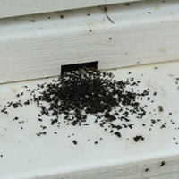 Earwig Control Services in Rhode Island: RI Earwig Exterminator