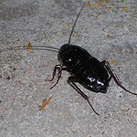 Cockroach Control Services in Rhode Island: RI Roach Exterminator