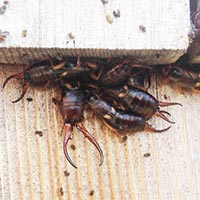 Earwig Control Services in Rhode Island: RI Earwig Exterminator