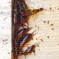 Earwig Control Services in Rhode Island: RI Earwig Exterminator