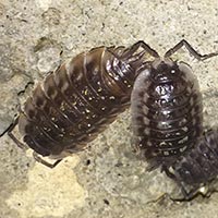 Seasonal Pest Control Services in Rhode Island: RI Seasonal Pests