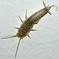 Silverfish Control Service in Rhode Island: RI Silverfish Exterminator