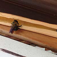 Carpenter Bee Control in Rhode Island: RI Carpenter Bee Exterminator