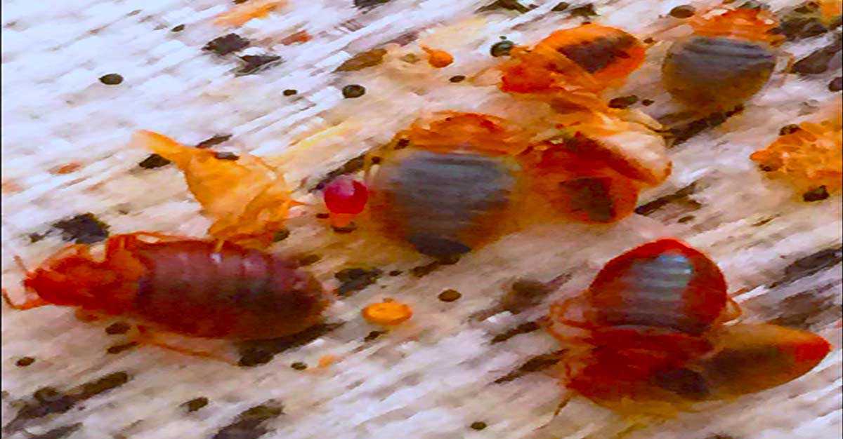 Rhode Island Bed Bug Control Services: RI Bed Bug Exterminator