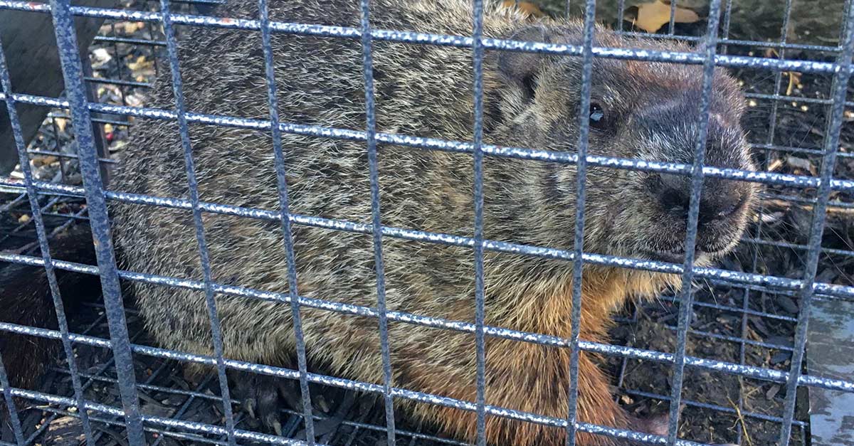 Nuisance Animal Trapping and Control Services in Rhode Island.