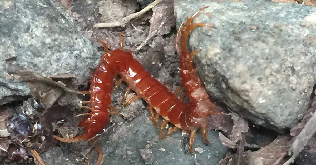 Centipede Control Services in Rhode Island: RI Centipede Exterminator
