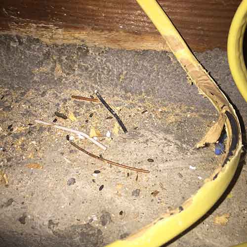 MorePest Control Pictures