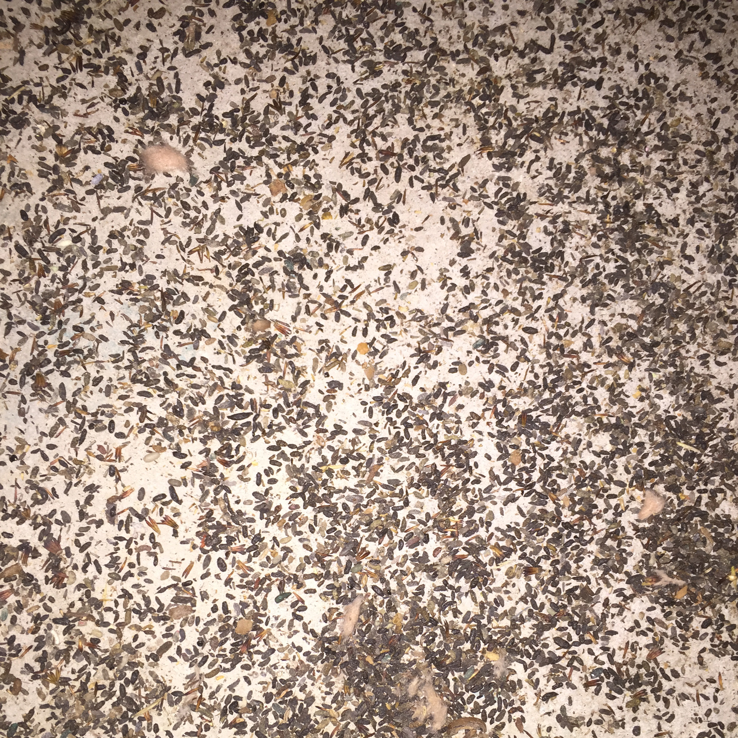 MorePest Control Pictures