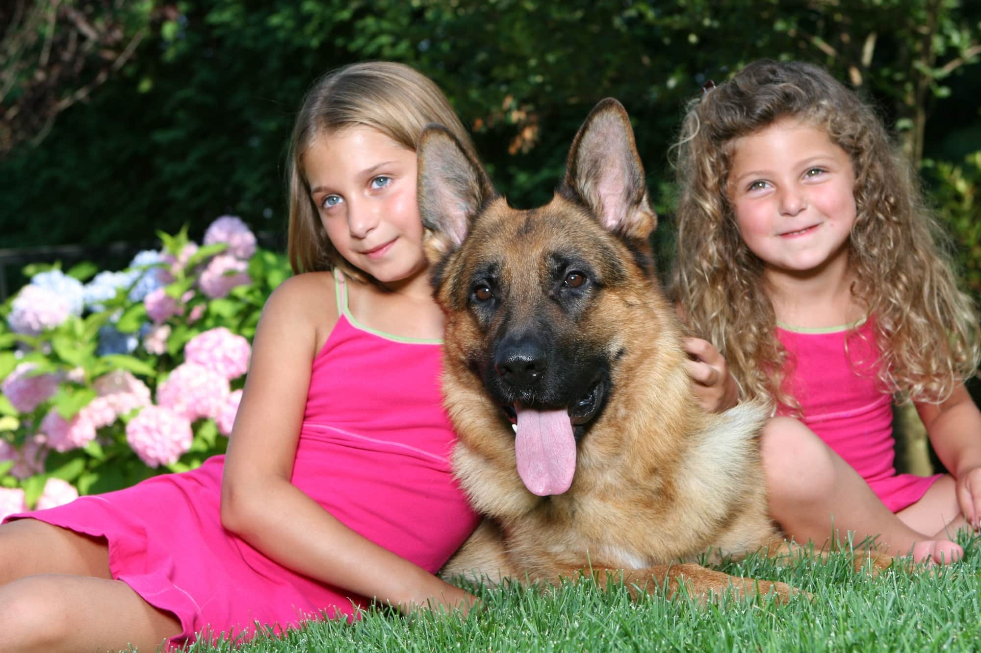 Protection Dogs | Canine Protection International