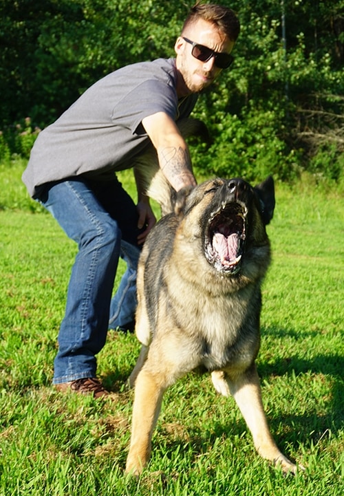 Protection Dogs | Canine Protection International