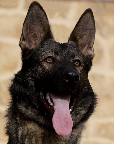 Canine Protection International | Dogs by CPI