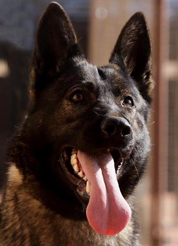 Canine Protection International | Dogs by CPI