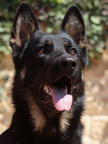 Canine Protection International | Dogs by CPI