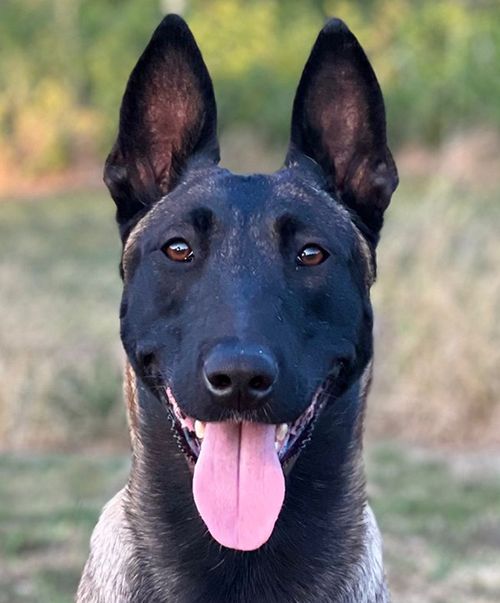 Protection Dogs | Canine Protection International