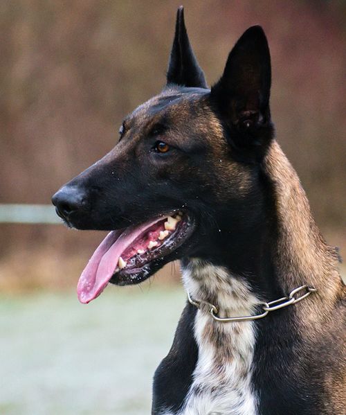 Protection Dogs | Canine Protection International