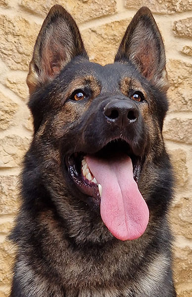 Protection Dogs by CPI - Amir - Sold to: Client in Costa Rica