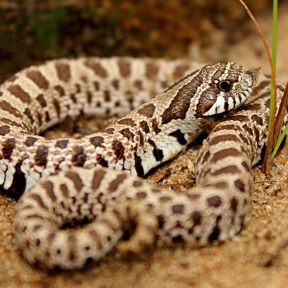 Explore Museum Sandbox Activities - Slithering Snakes
