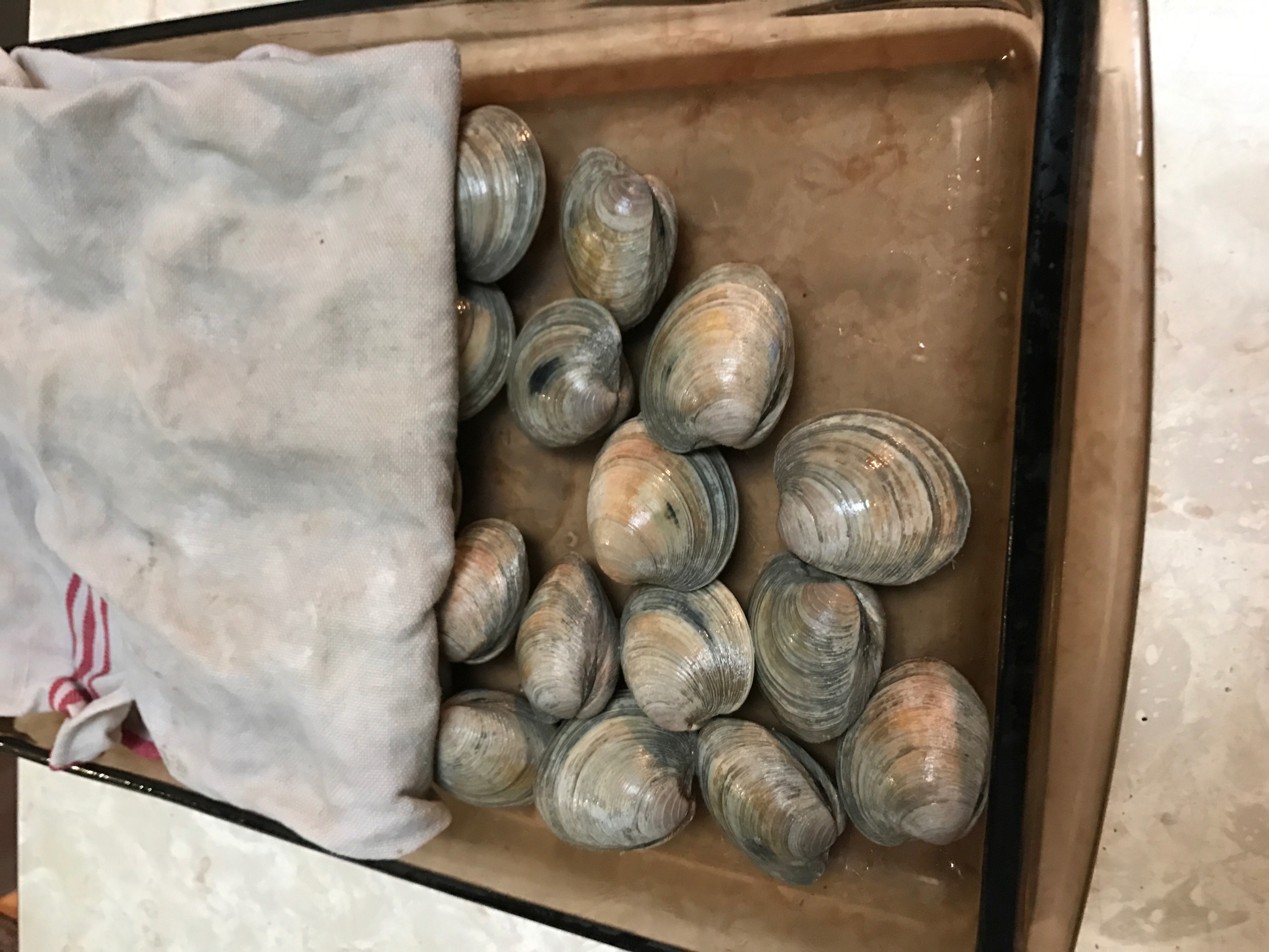 Keeping shellfish alive in the fridge