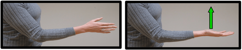 Elbow - Stretching, Exercises, & Posture | Work-Fit