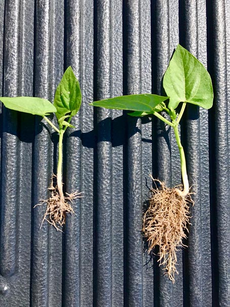 Green Beans Uniformity & Yield Enhancement | CarbonWorks Agronomy