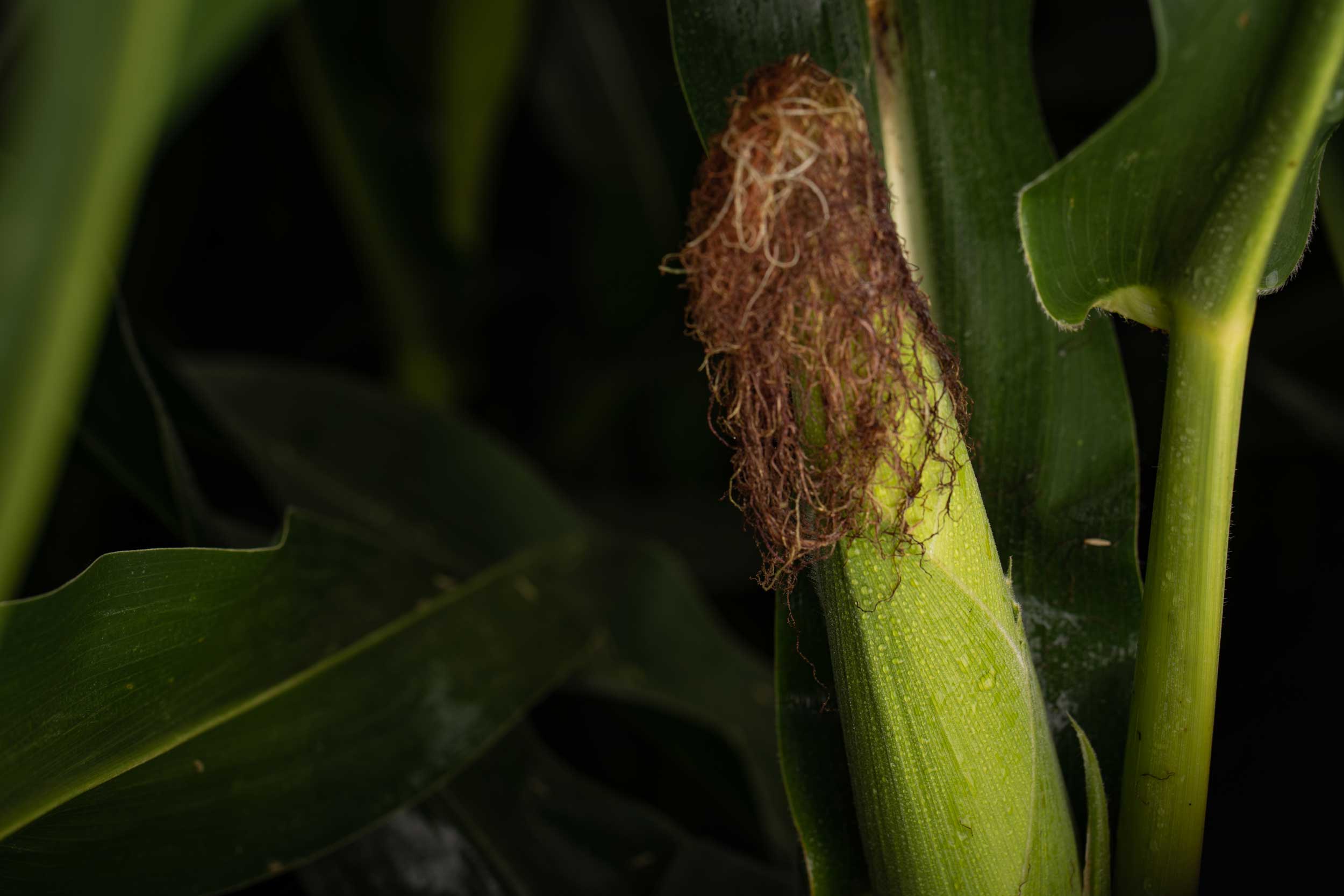 Maximize Your Corn Yields | CarbonWorks Agronomy