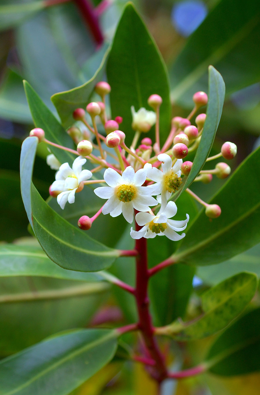 白樟科 Canellaceae | Siuroma 雪香緣