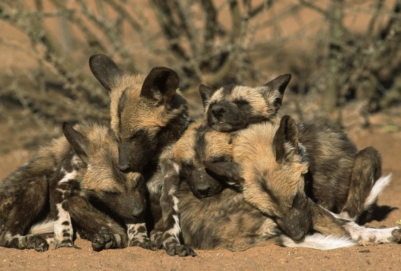 Wildlife Vets International - Vets Saving Endangered Animals in the Wild