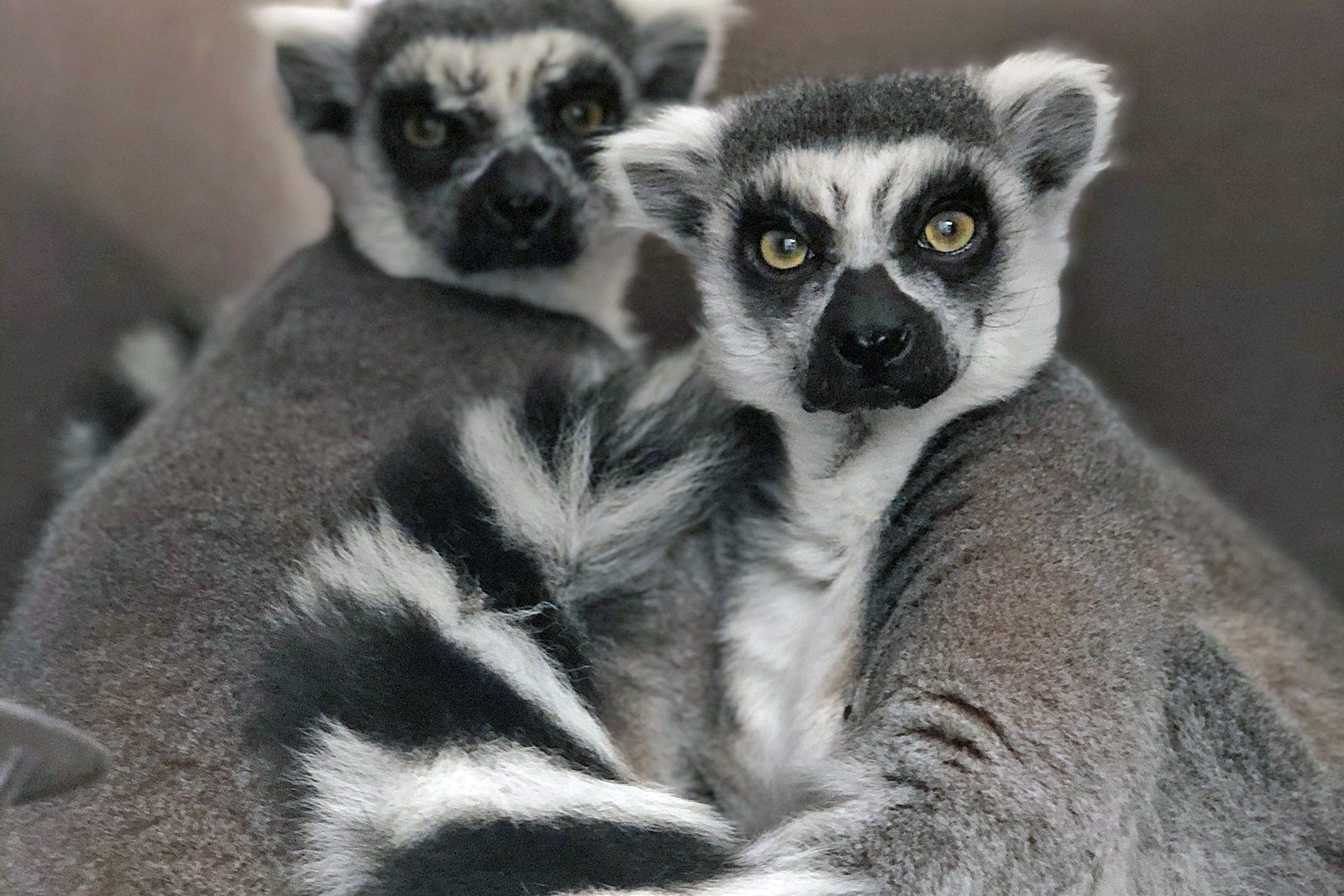 Ring Tailed Lemurs Ring Tailed Lemurs