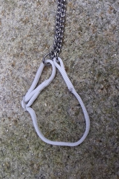 Show Leads & Collars for Dogs | Dragon Leads