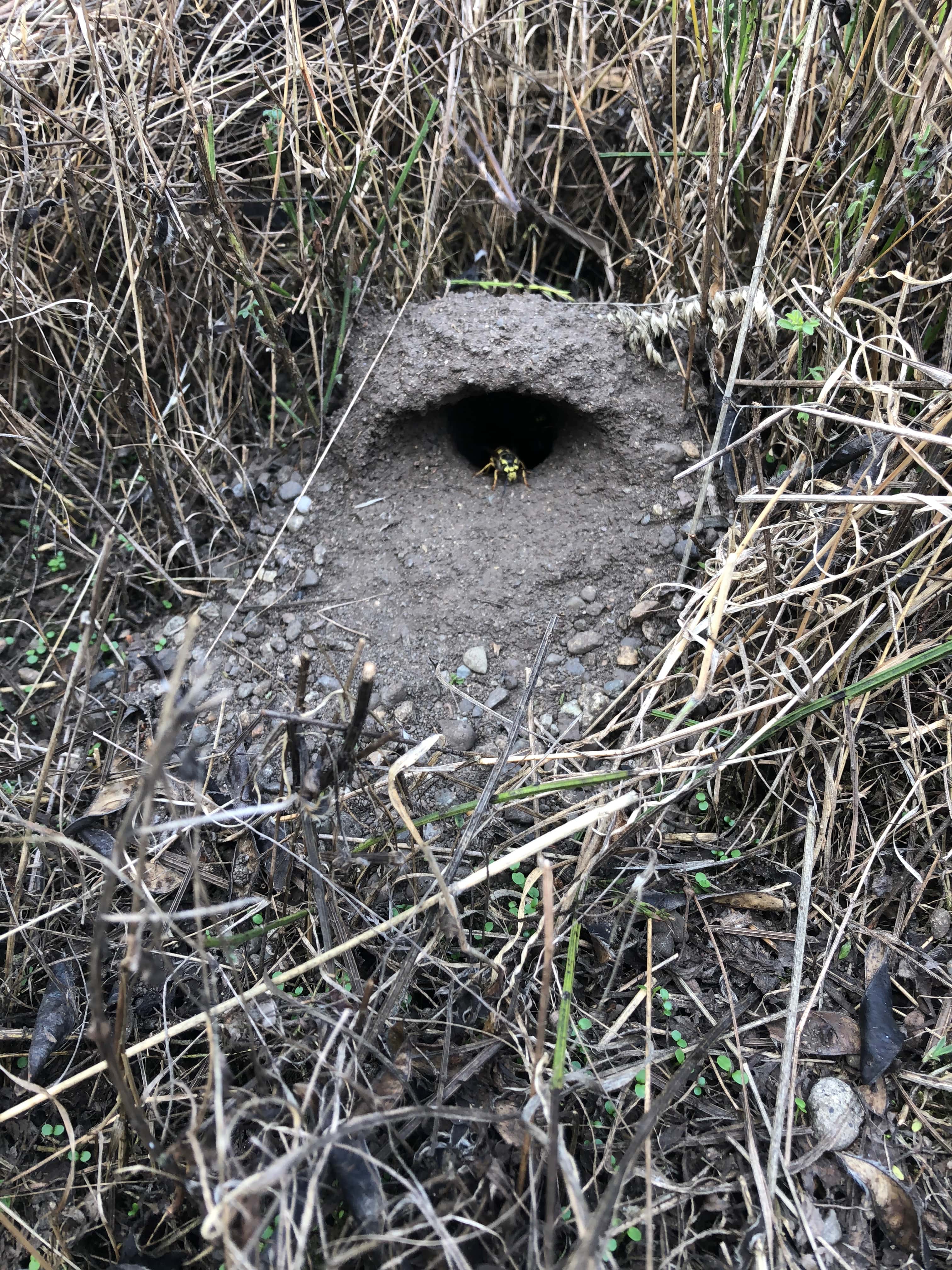 Cascadia Venom Collection