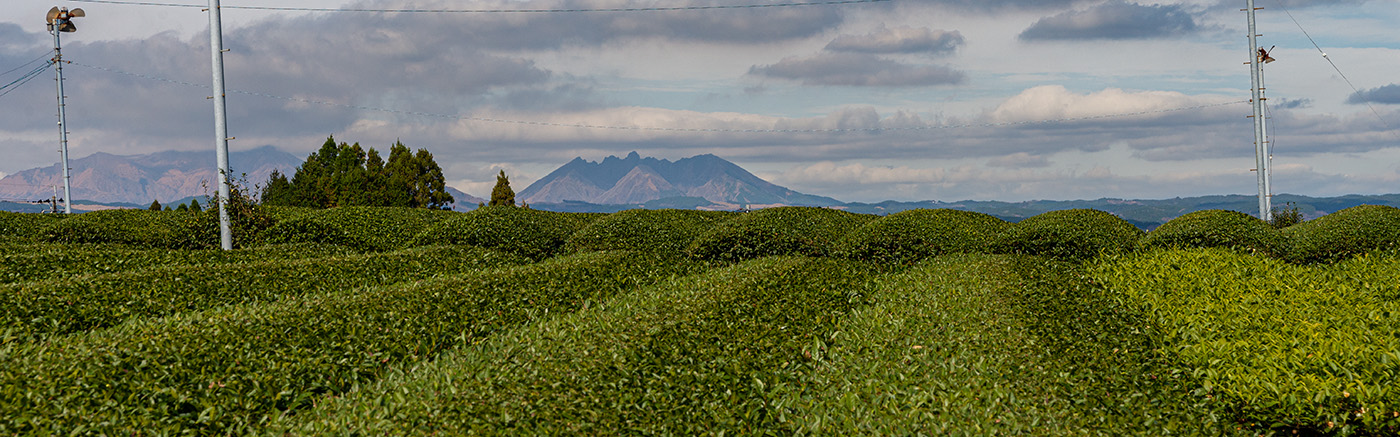 TOMOHA : A rare blend of Houjicha and Oolong Tea