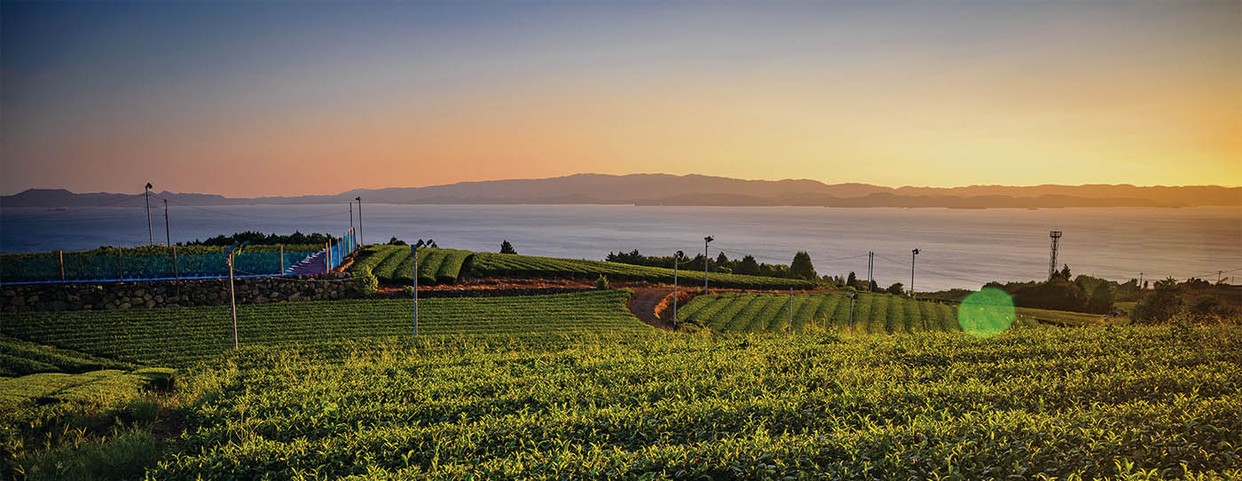 ICHIKO : Tea Tasting by Alex Ahearn