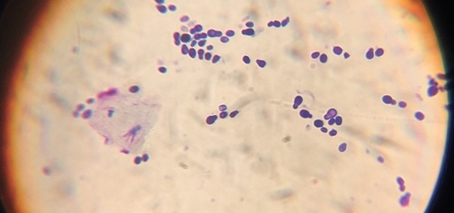 Taking a closer look at skin disease. Why do cytology? | Veterinary ...