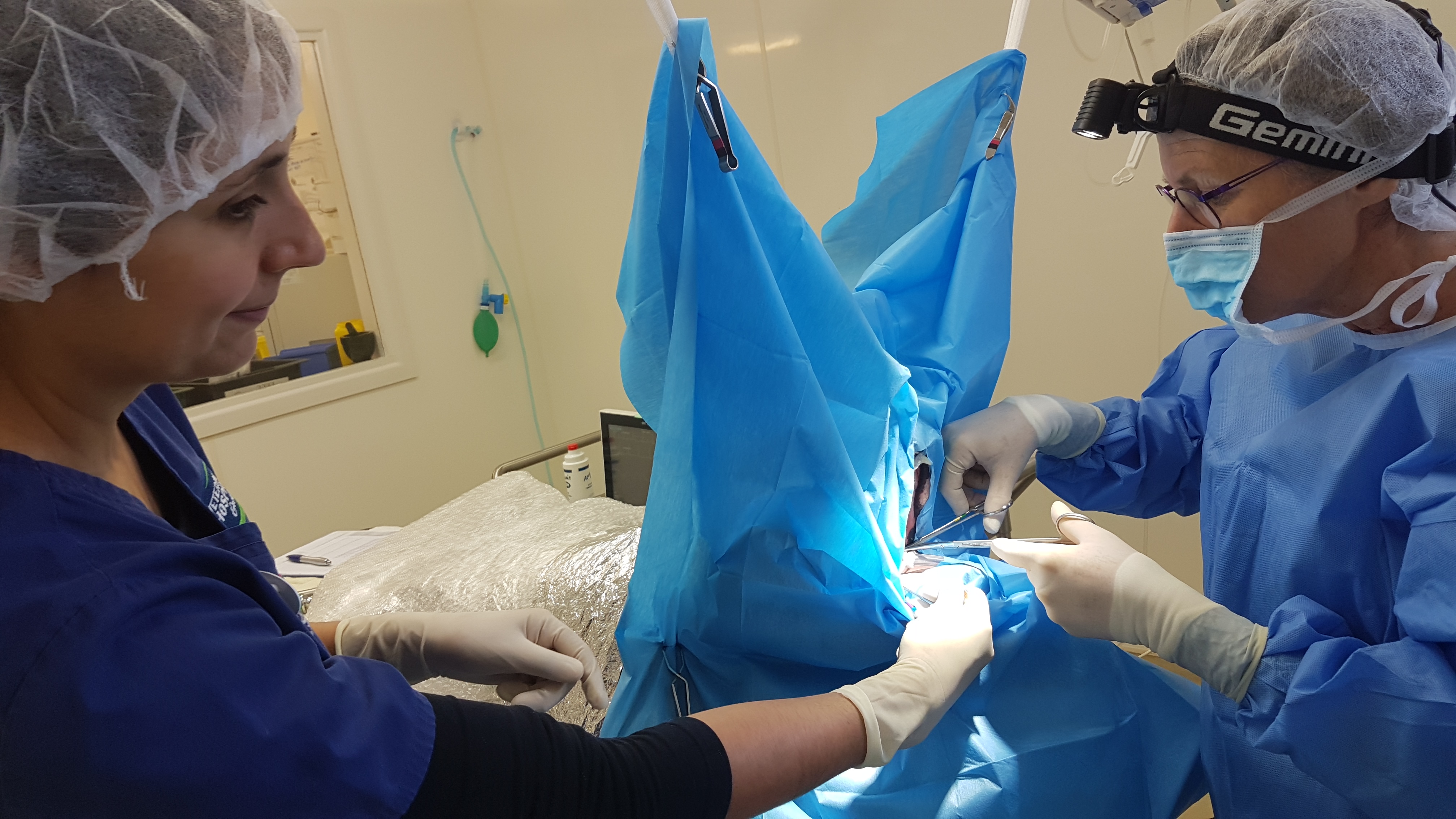 Surgical Referrals | Companion Services