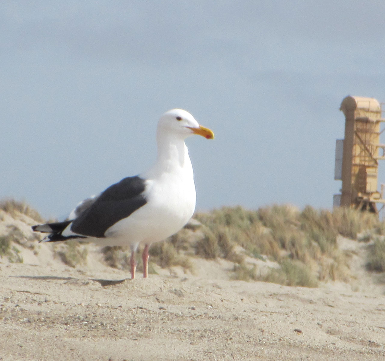 Platform Gina Pipeline Environmental Assessment project | MBC