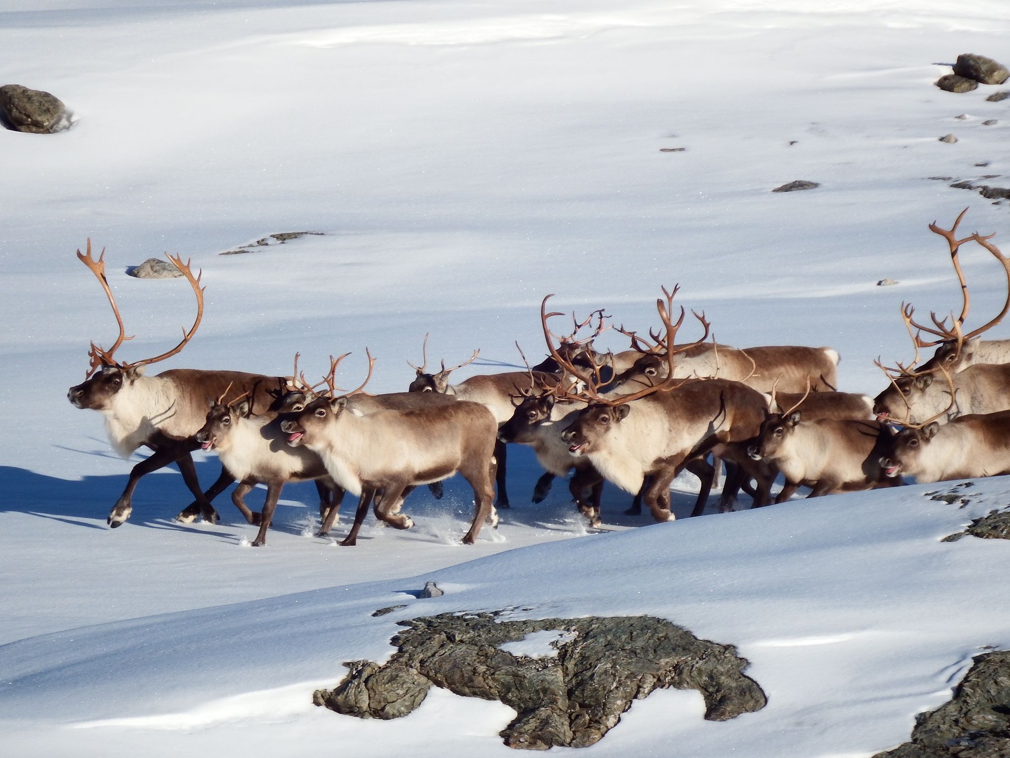Protected Areas and Wild Reindeer