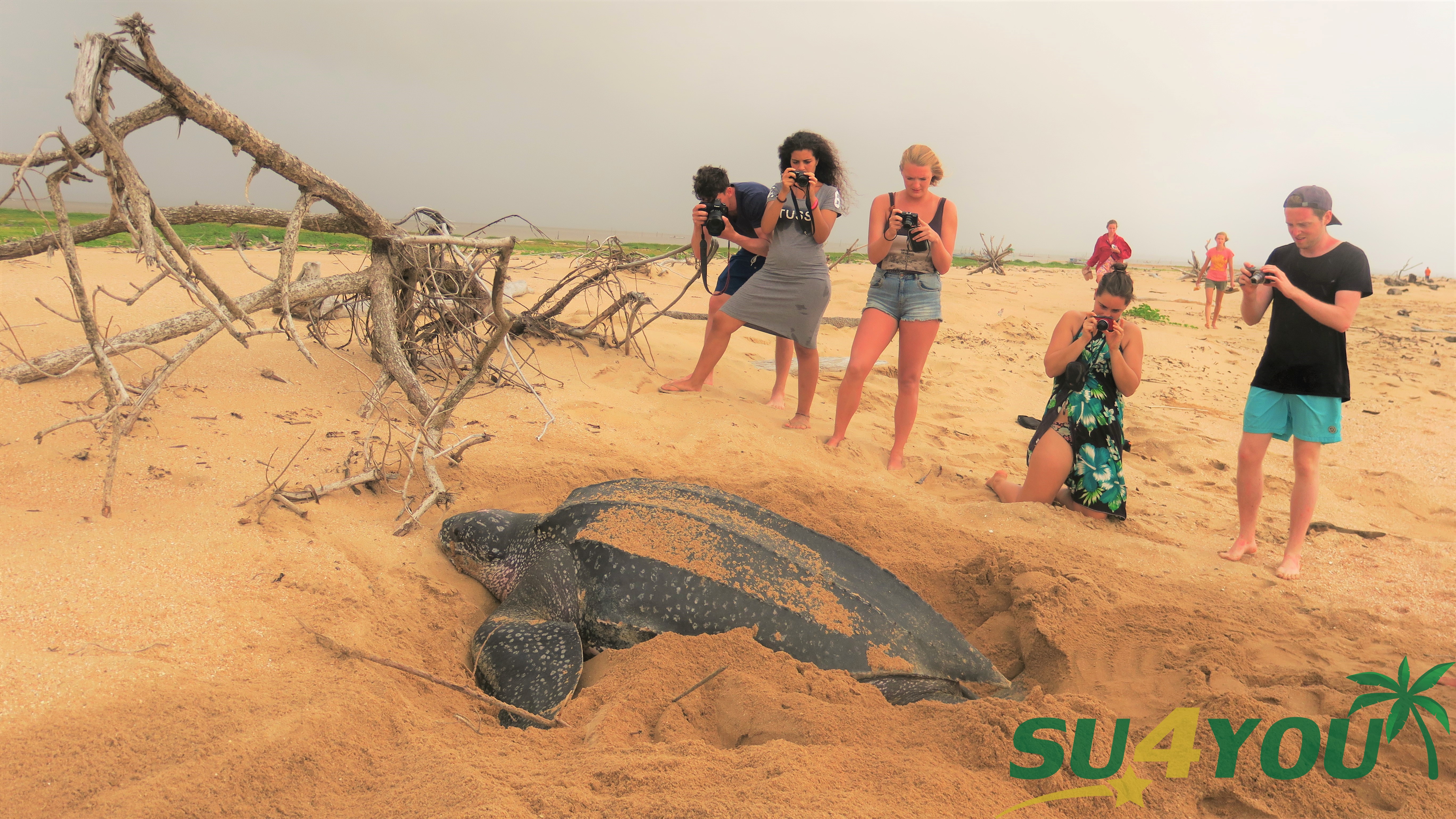 Dick's dieren in Suriname: de lederschildpad