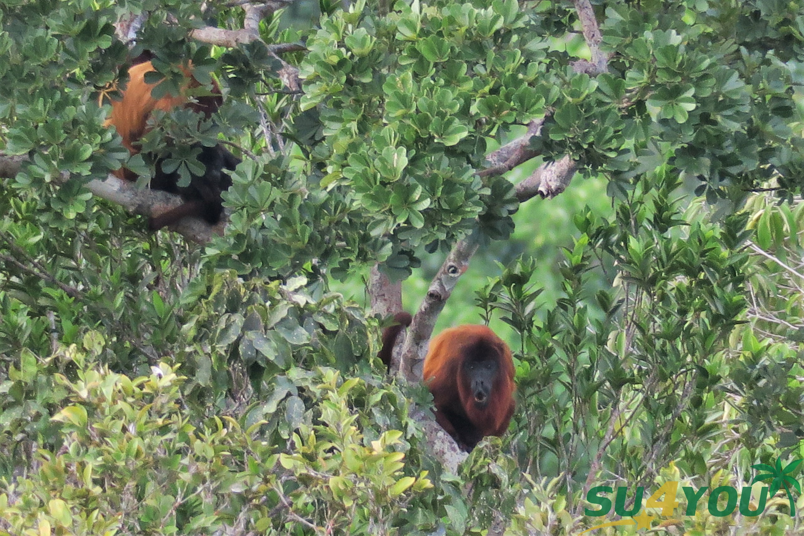 Dick's dieren in Suriname: de rode brulaap