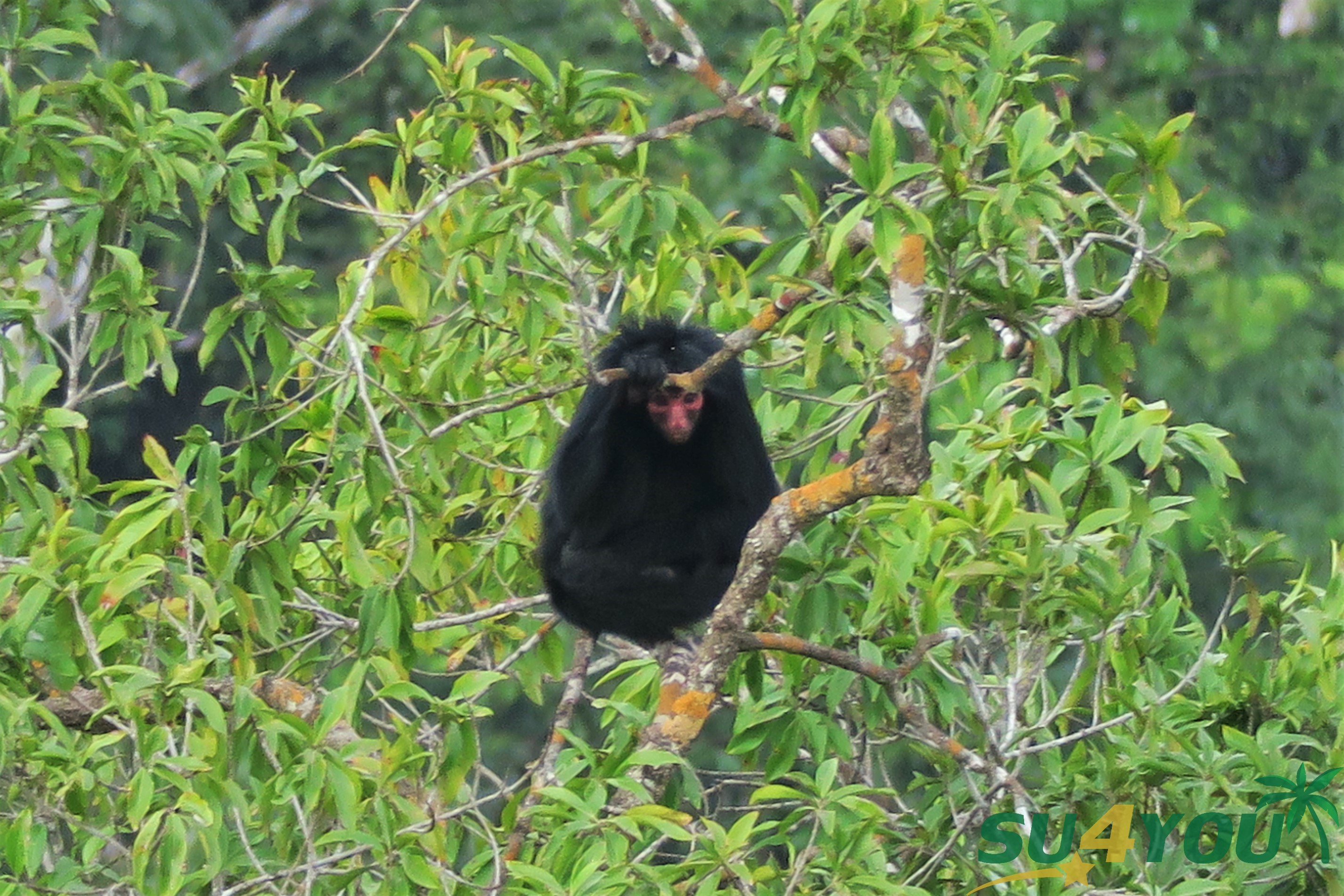 Dick's dieren in Suriname: de rode brulaap