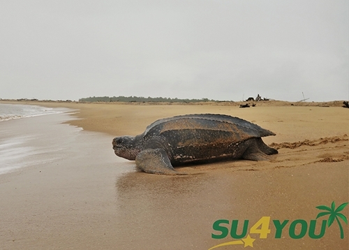De leukste trips in Suriname! - Braamspunt Zeeschildpadden spotten
