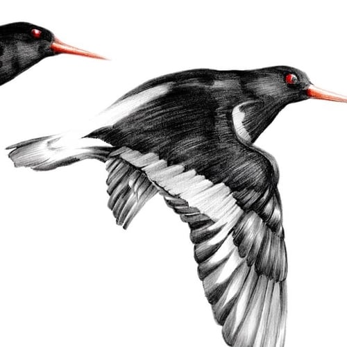 Illustration From The Scottish Borders | Illustrator John Hamlin