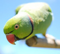 Mauritian Wildlife Foundation becomes a member of BirdLife.. - News ...