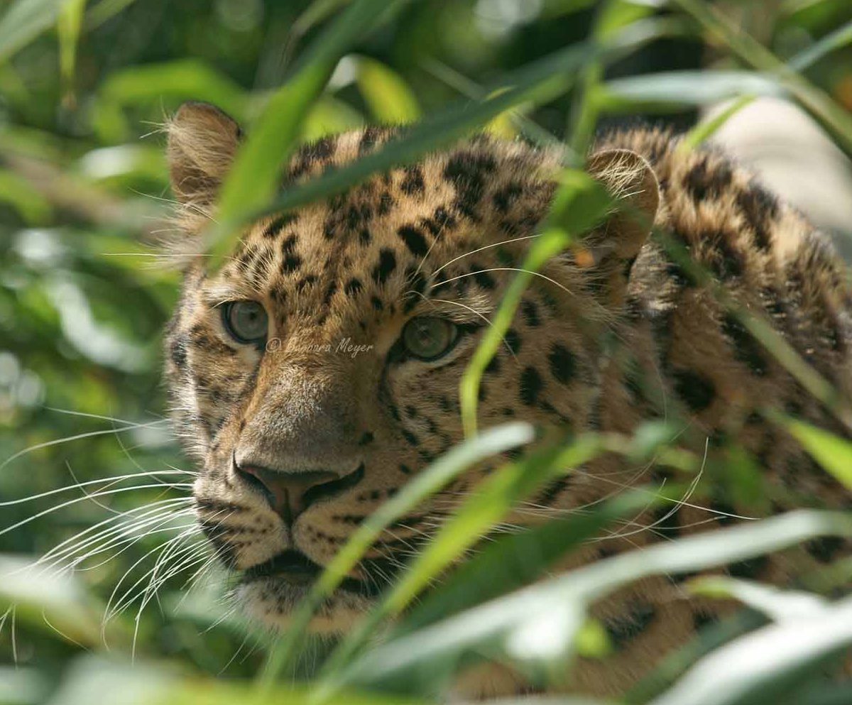 Big Cats Fighting for Survival - News - Wild Life Vets International